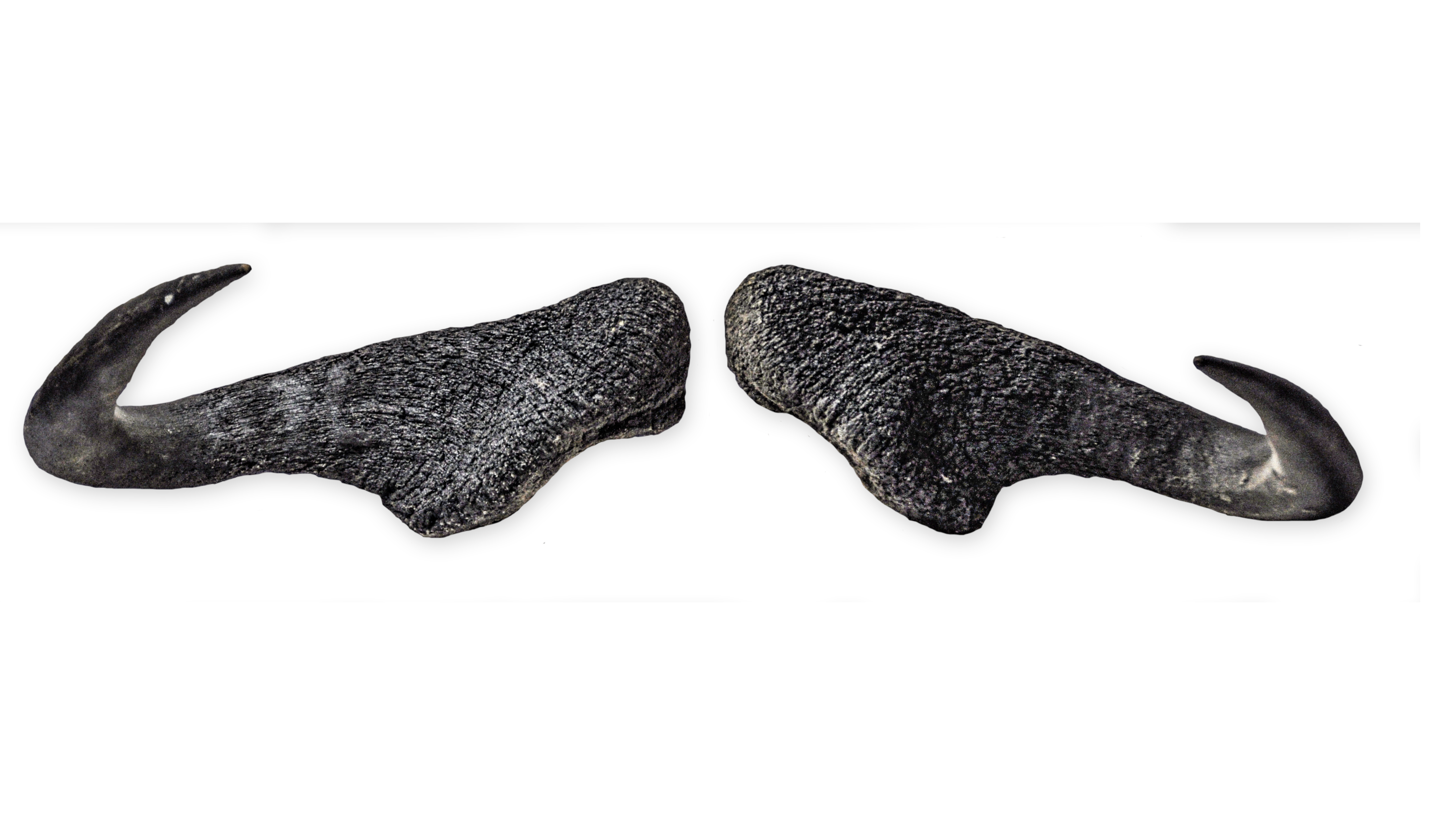 Weissschwanz Gnu aus Polyurethan, 62 cm | Horns | Krampus masks ...